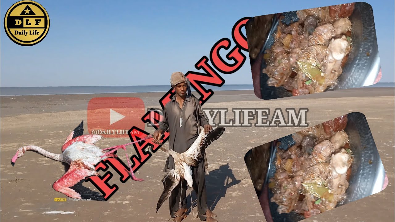 Flamingo Hunting|Time|And Cooking 🍳🔪 - YouTube