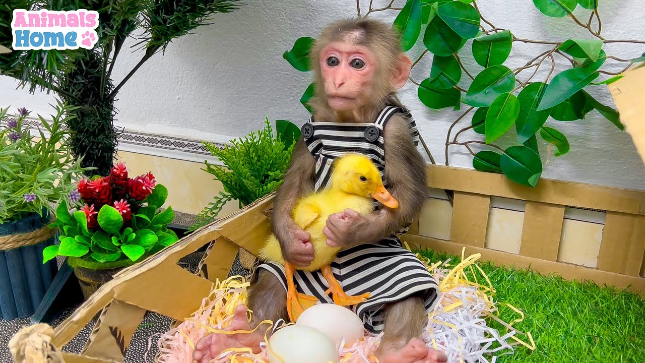 A happy day of BiBi and duckling - YouTube