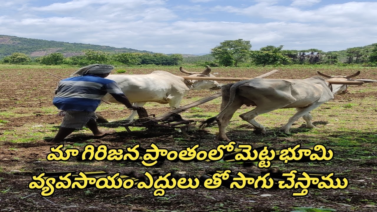In our tribal areas we practice dry farming ad metta land farming with ...