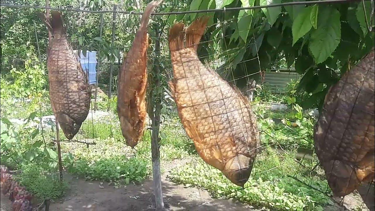 Копченый карась на ольхе - YouTube