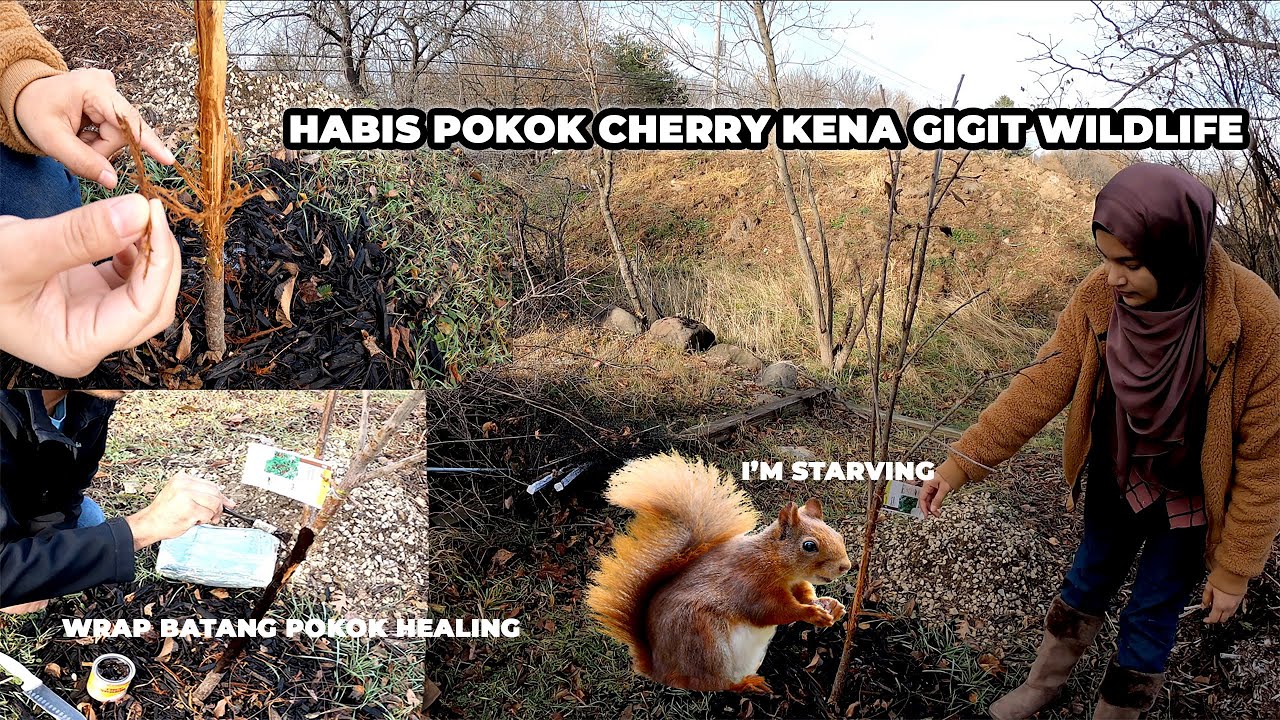 Tupai Lapar Sangat Makan Habis Batang Pokok Buah Masa Winter | Nasib ...