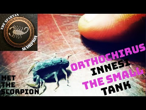 Orthochirus Innesi - Met the Scorpion - YouTube