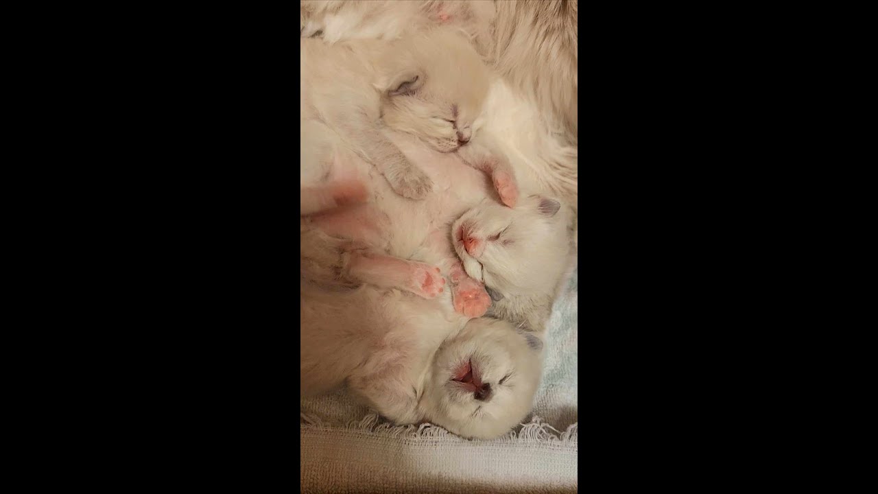 Momma Cat Loves her Baby Kittens 😻 8 days old #toocute #babykittens #mothercat - YouTube