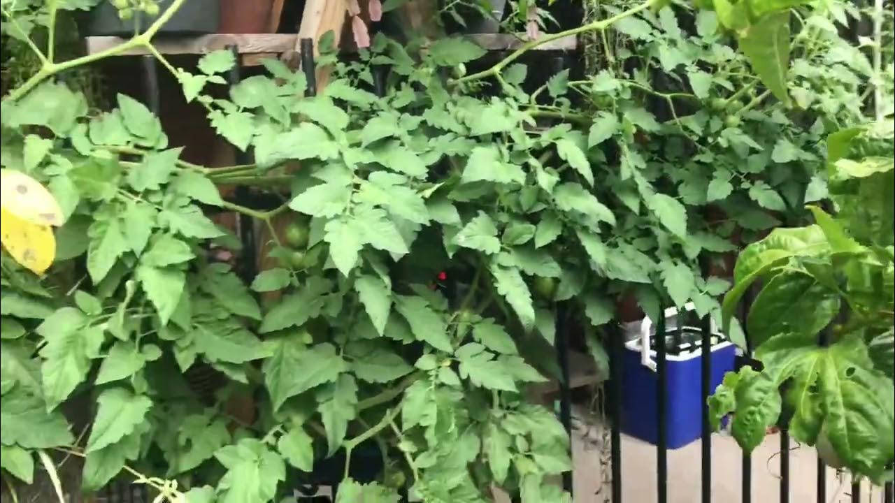 Wow!Libreng kamatis sa garden ng aking kapatid!MAMA BANG - YouTube