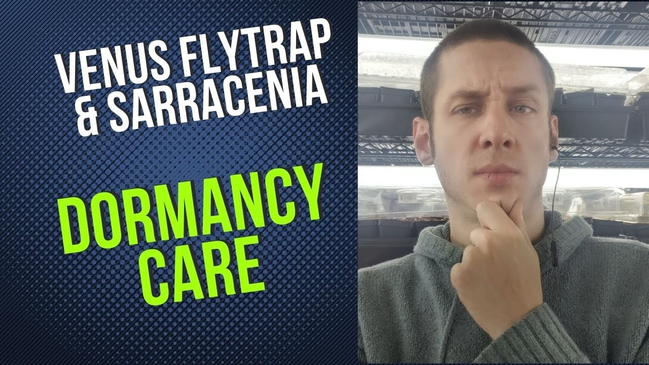 How To Care For A Dormant Venus Flytrap or Sarracenia - YouTube
