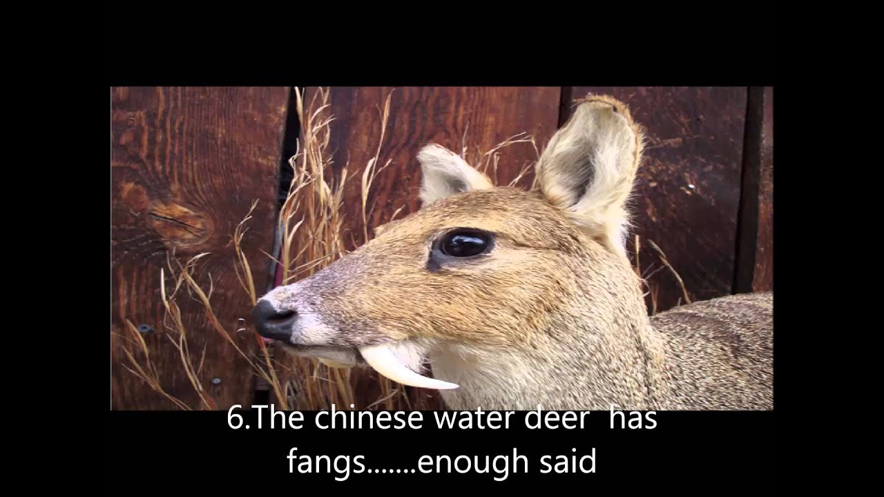 10 Cool FACTS ABOUT ANIMALS YouTube 10-cool-facts-about-animals-youtube