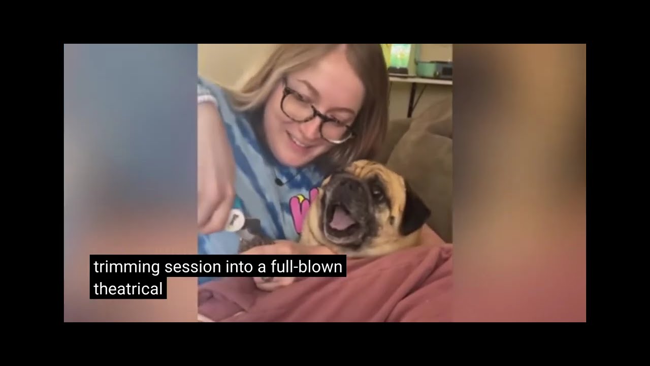 try not to laugh challenge (LEVEL IMPOSSIBLE) - YouTube