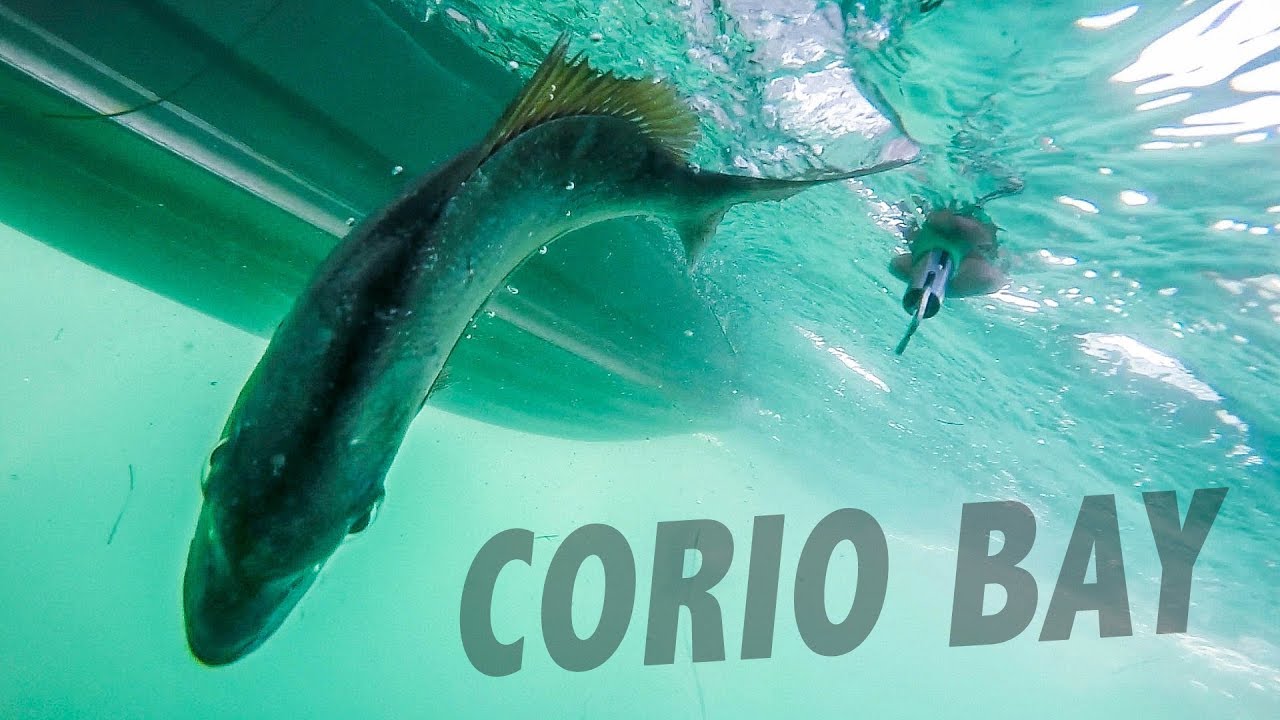 The Fish of Corio Bay - YouTube