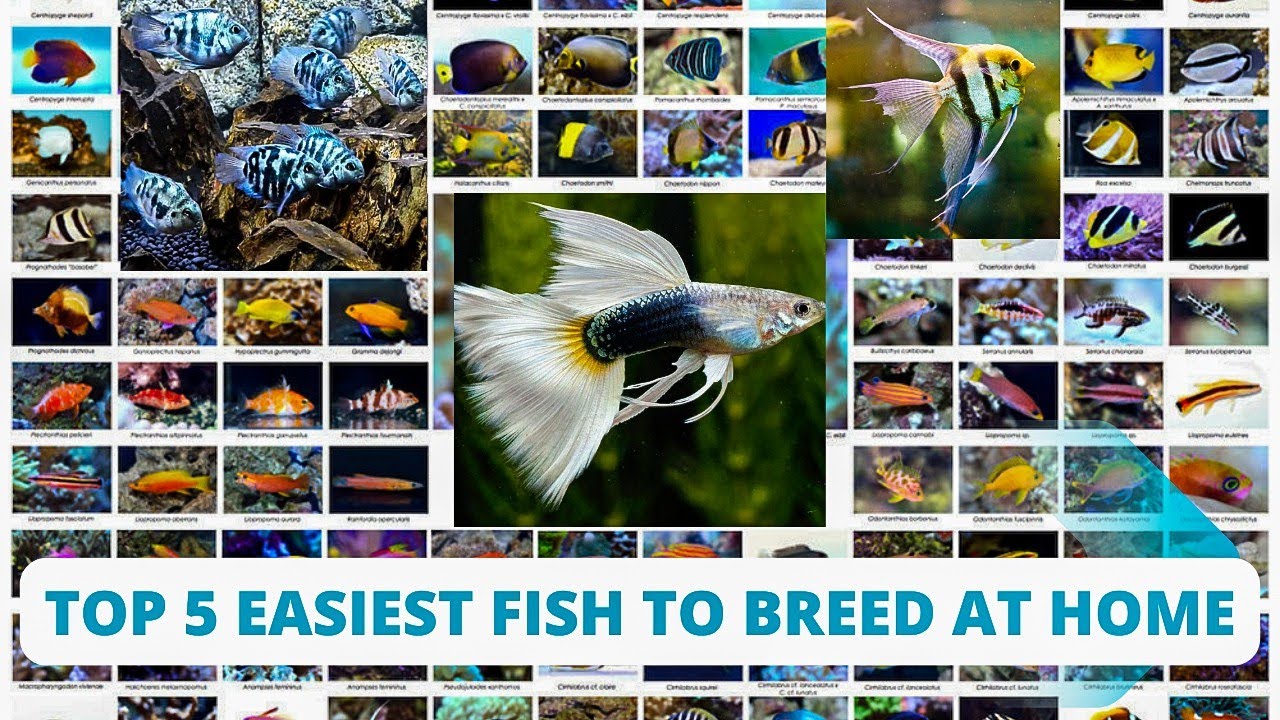 Top 5 Easiest Fish To Breed At Home | Beginner Fish To Breed At Home ...