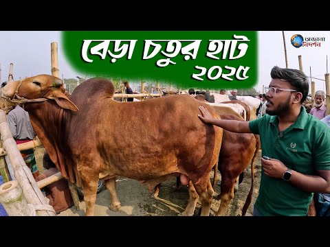 ঈদ ধামাকা 2025 | পাবনা বেড়া চতুর হাটের বিশাল বড় গরুর দাম ও ছাগল এর দাম জানুন | Pabna Bera Cow Haat