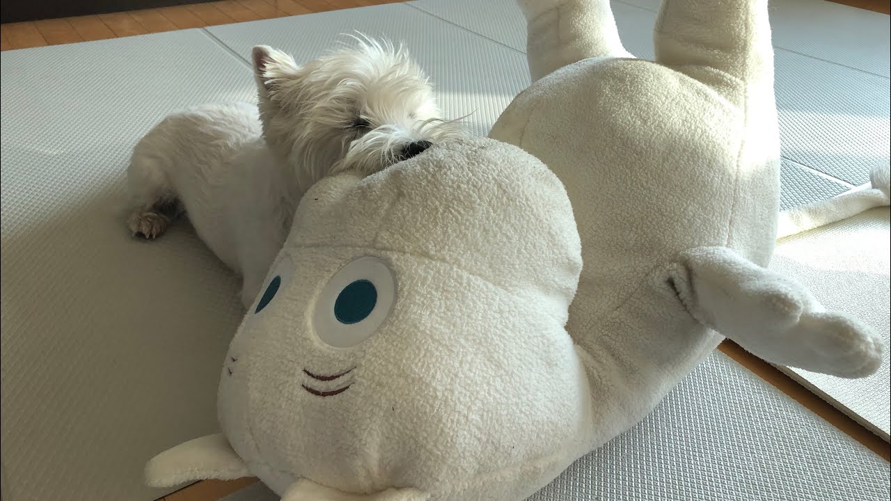 Sleep aid dog video 2, 웨스티 강아지 낮잠 준비 영상 💕 Relaxation, Anxietyfree ...