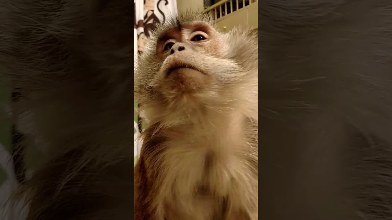 Angel Bullock the monkey makes the most relaxing ASMR videos EVER - YouTube