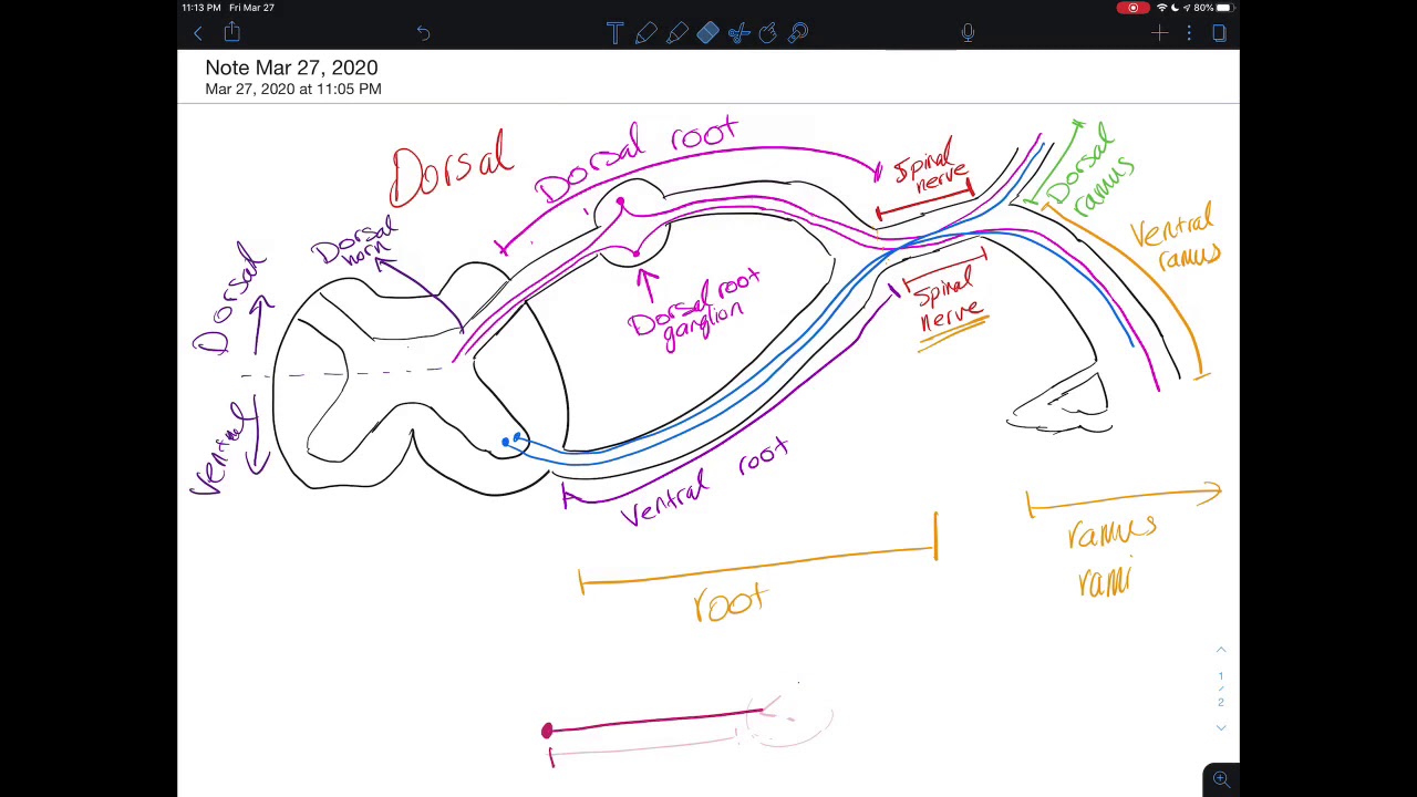 Vertebral rami, root, spinal nerve, sympathetic, motor, sensory - YouTube