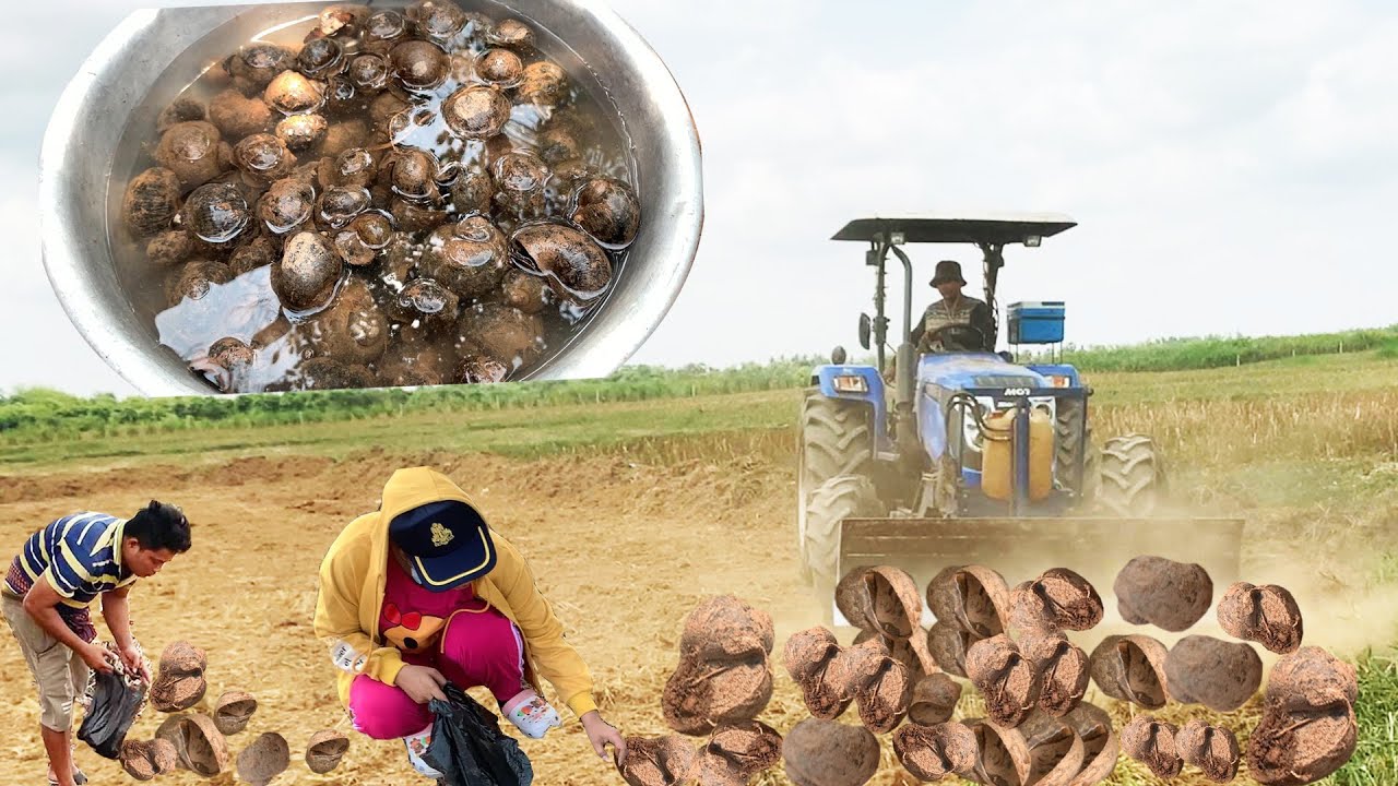 a lot of snails in dry land when tractor plow | find snails for cooking ...