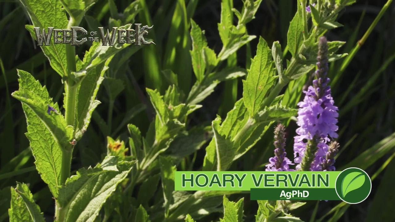 Weed of the Week #1062 Hoary Vervain (Air Date 8-12-18) - YouTube