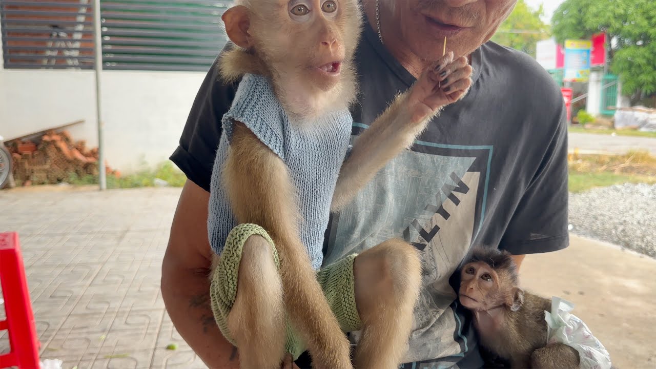 Monkey Sam and Grandpa pick toothpicks - YouTube