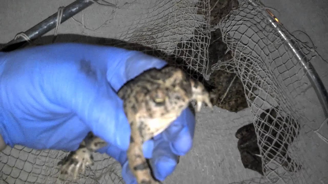 toad round up - YouTube