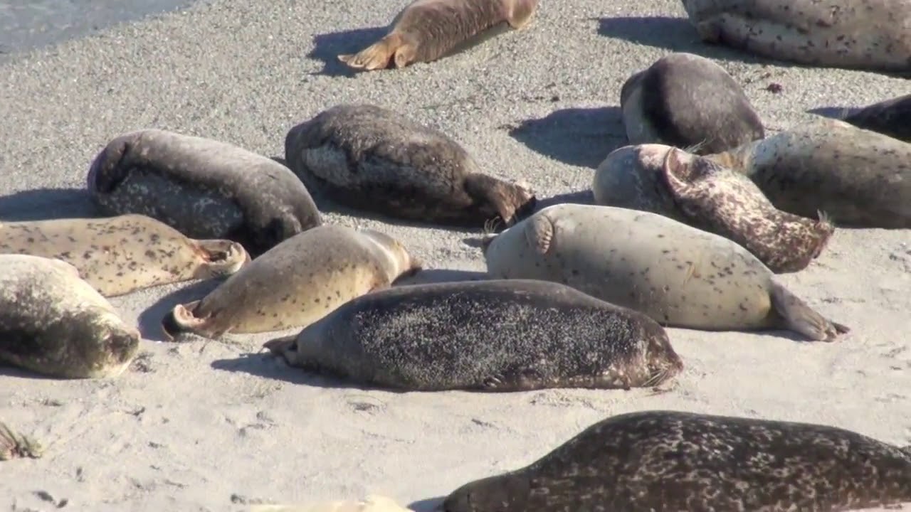 Monterey Bay Harbor Seals - YouTube