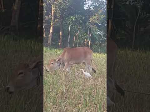 ang baka at tagak #animals #birds #cow #simple #life #fyp - YouTube