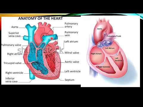 Lecture 16 17 the heart - YouTube