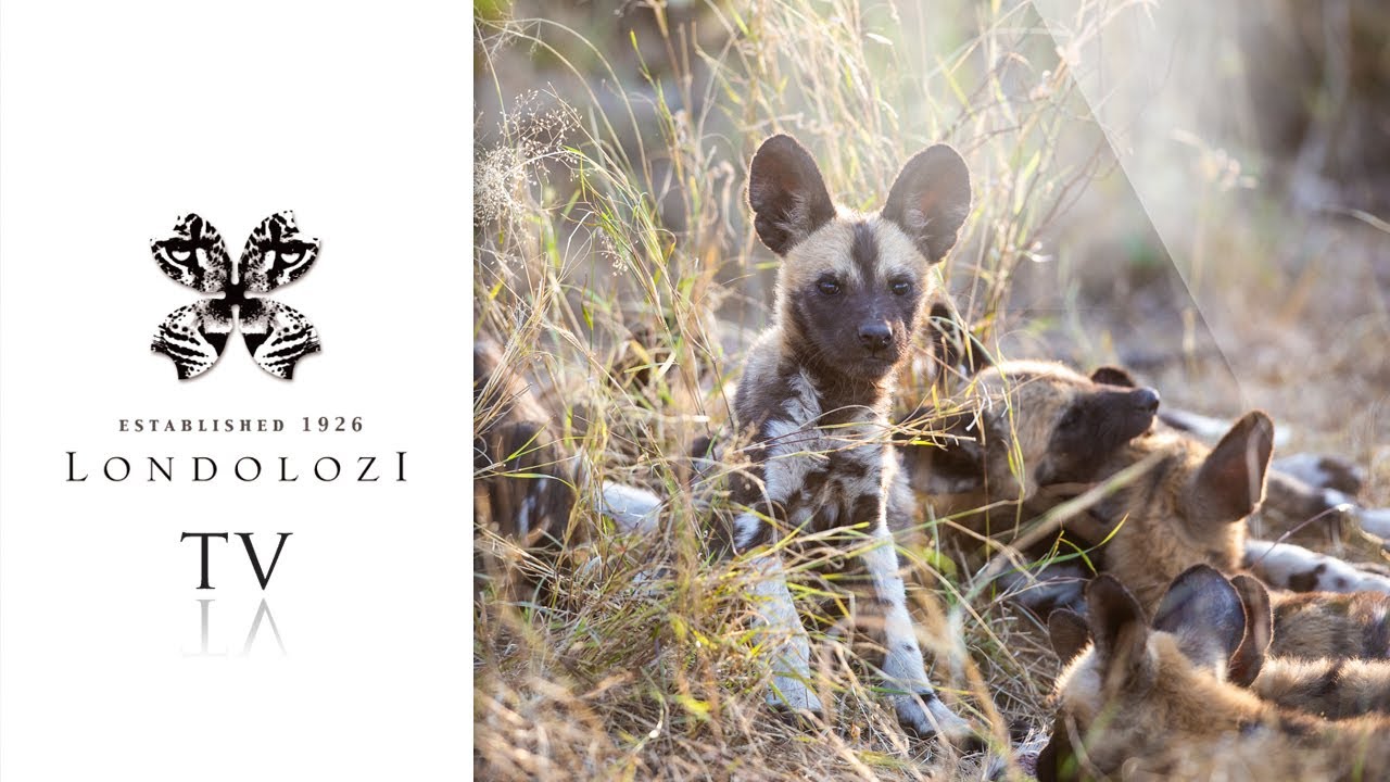 Virtual Safari: Ultimate Game Drive Highlights #15 - Londolozi TV - YouTube
