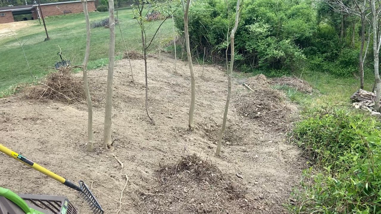 Thorn bush removal pt.1 - YouTube