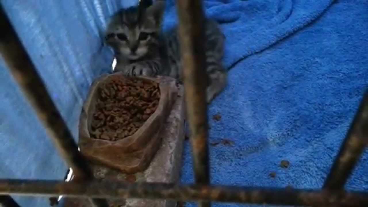 CH Cat eating and using the litter pan - YouTube