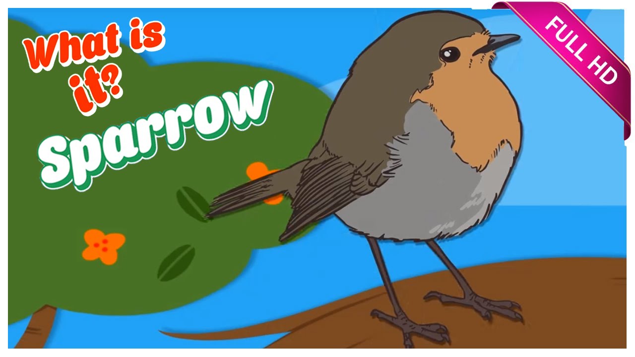 What is it - Sparrow | Learning Birds | Fun Learning Videos for ...