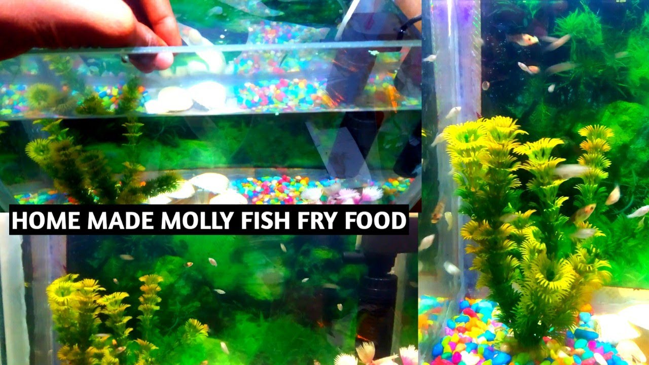 How to make a food for molly fish babies | Home made Molly fish fry ...