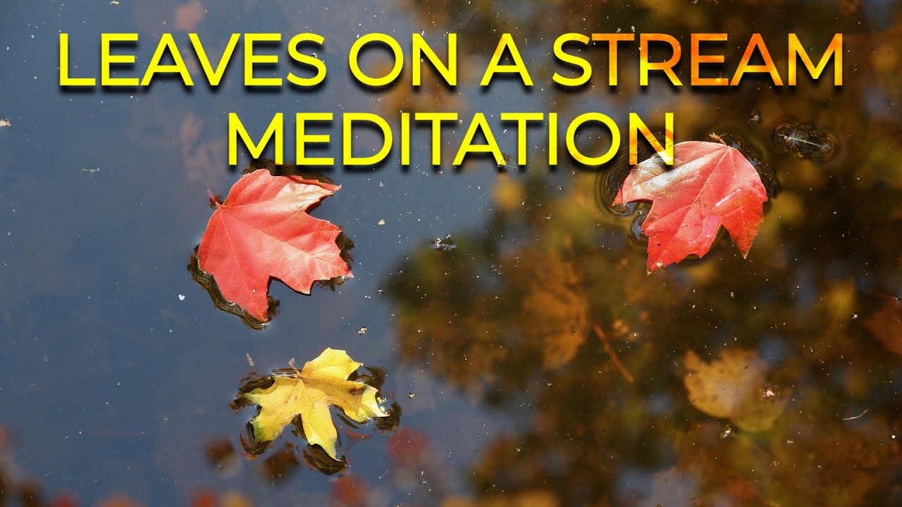 Leaves on Stream Meditation | Leaves on Stream Mindfulness | Stream Meditation - Stop ...
