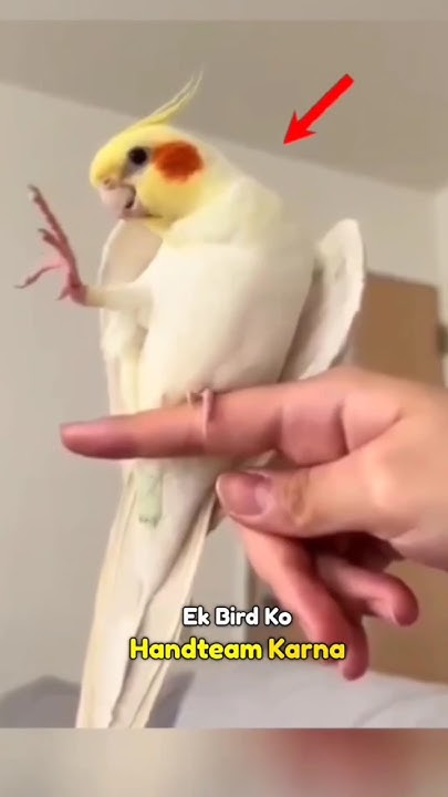 How to Tame Your Birds Easily 🐦 l #facts #budgies #birds #shorts - YouTube