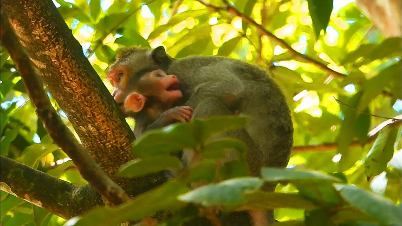 Breaking News! Button takes Brady from 7am Rose still can't get baby ...