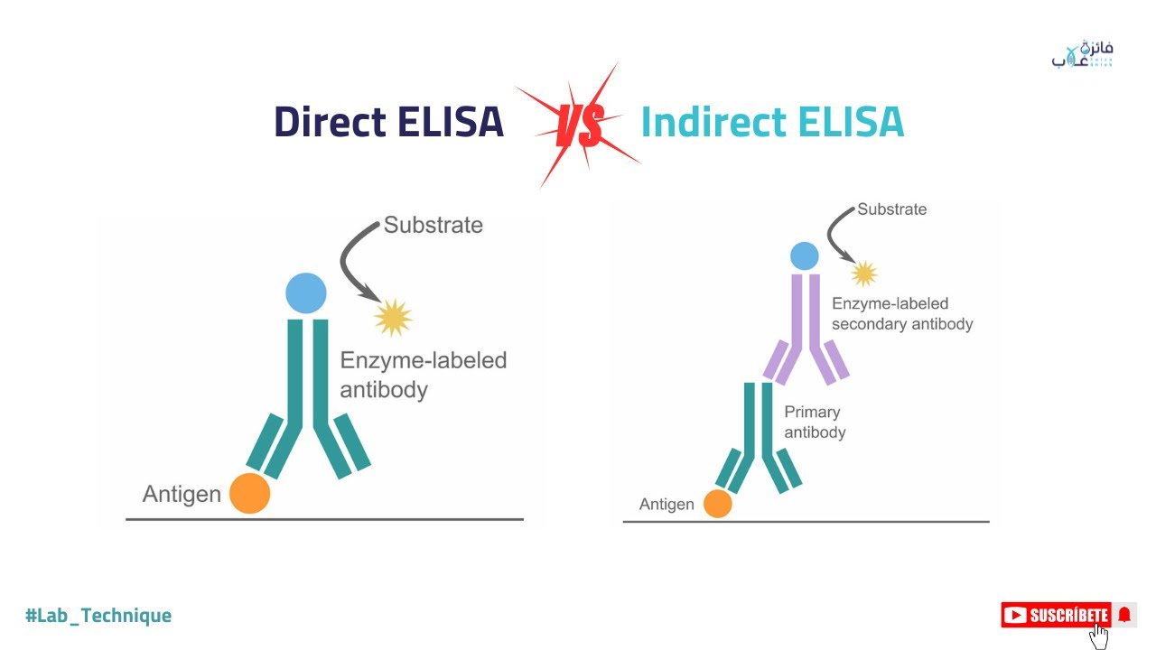 TYPES OF ELISA l Direct ELISA l Indirect ELISA - Part-5 - YouTube