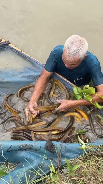 Unbelievable Eel Trapping Technique To Catch Giant Eels Fish - YouTube