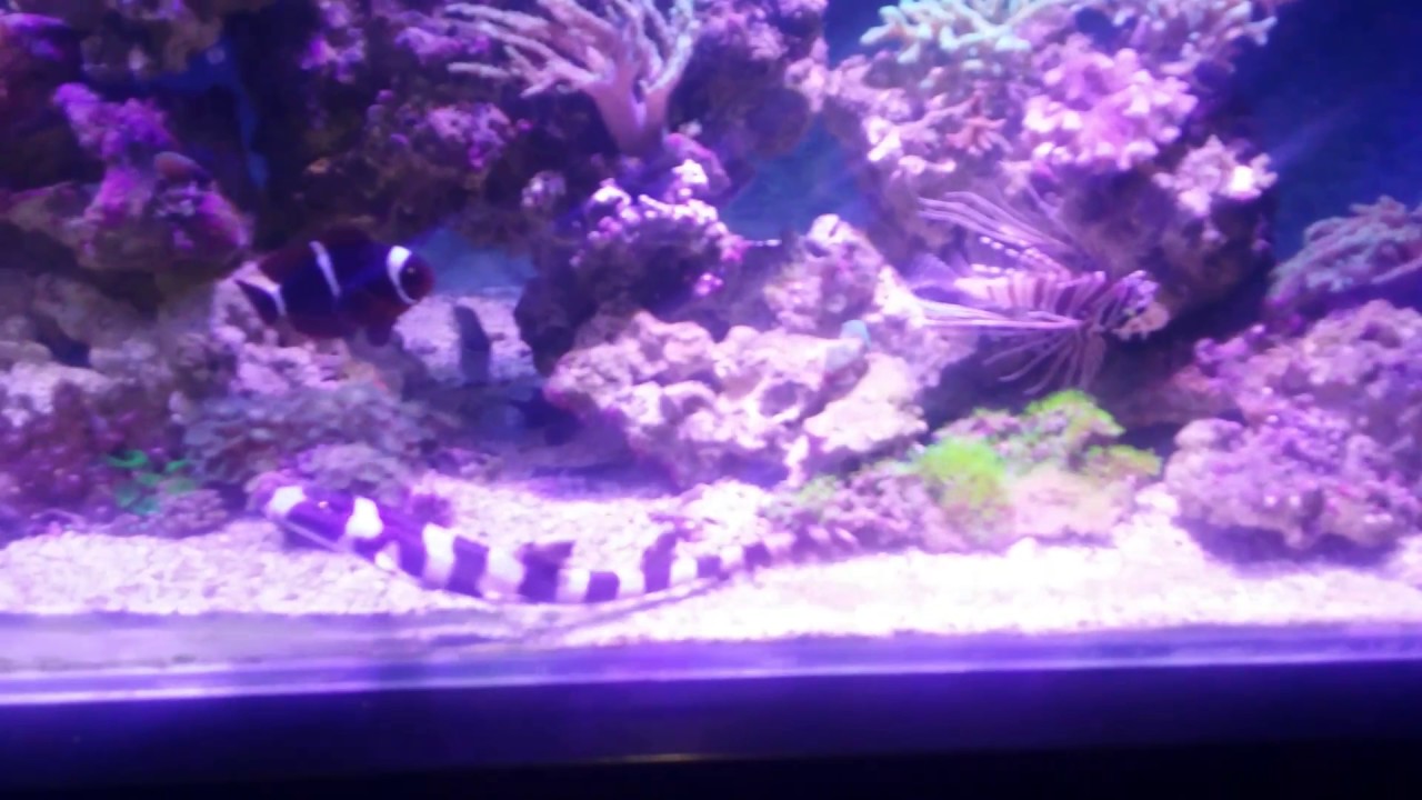 Acuario marino tiburón bambu - YouTube