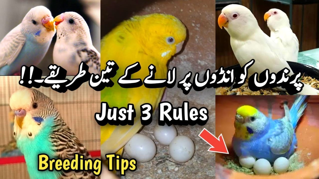 3 Breeding Rules For Birds | Budgies Breeding Tips | Budgies Breeding ...