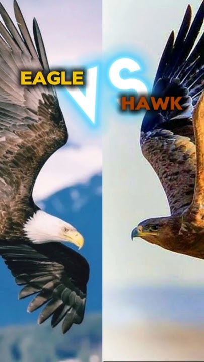 Eagle vs Hawk #comparison #battle #eagles #hawks #animalcomparison ...