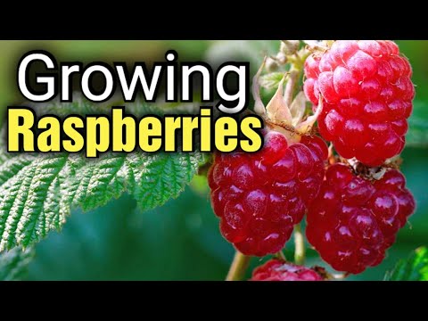 How to Grow and Plant Bare Root Raspberry Canes | Gardening for ...