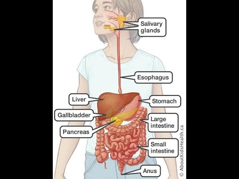 The Digestive System Grade 4 - YouTube