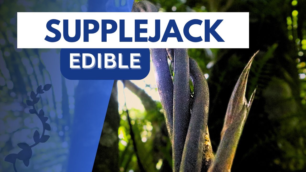 The Supplejack Vine - What to eat if you're lost in the New Zealand ...