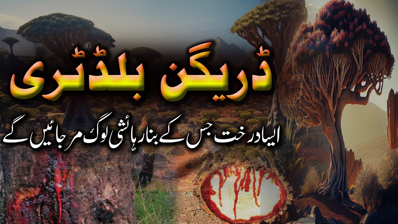 dragon tree kahan hai || ye dajjal ka jazera kyu kehlata h - YouTube
