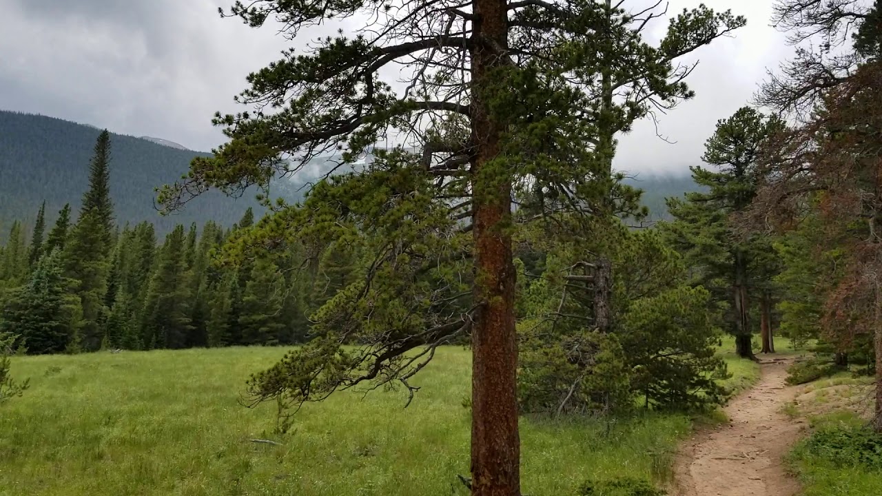 Longs Peak Alpine Meadow, Rocky Mountain National Park 07-22-2019 - YouTube