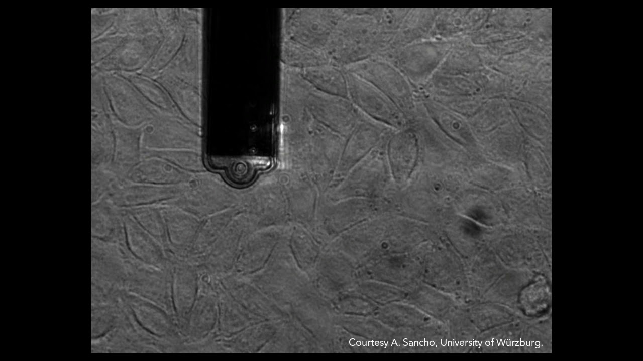 AFM application - Single cell force spectroscopy / single cell adhesion ...