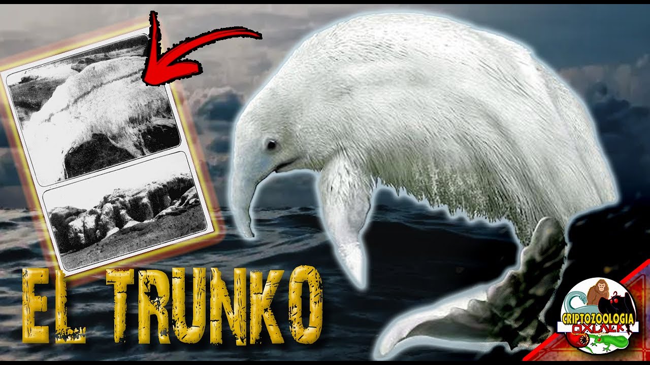 EL TRUNKO LA BESTIA PELUDA DEL MAR / Criptozoologia Oxlack - YouTube