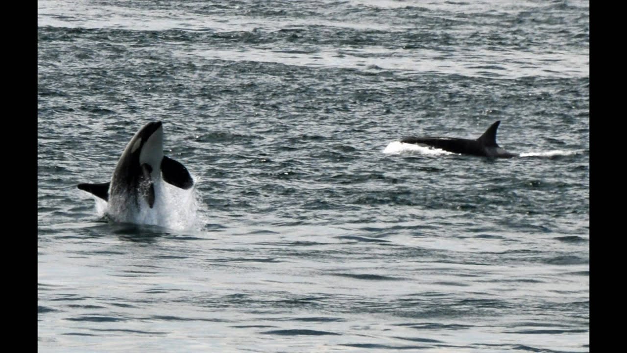 Orca Song 2010 - YouTube