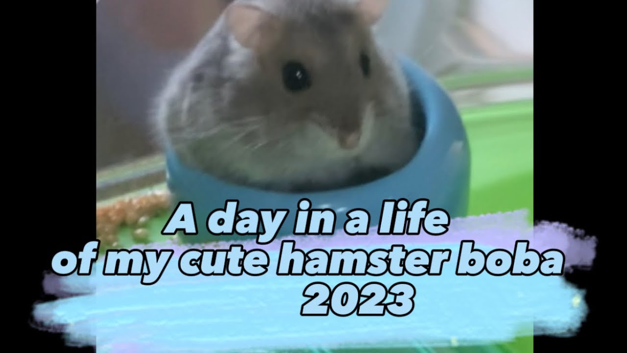 A day in a life of my cute hamster boba 2023☺️ - YouTube