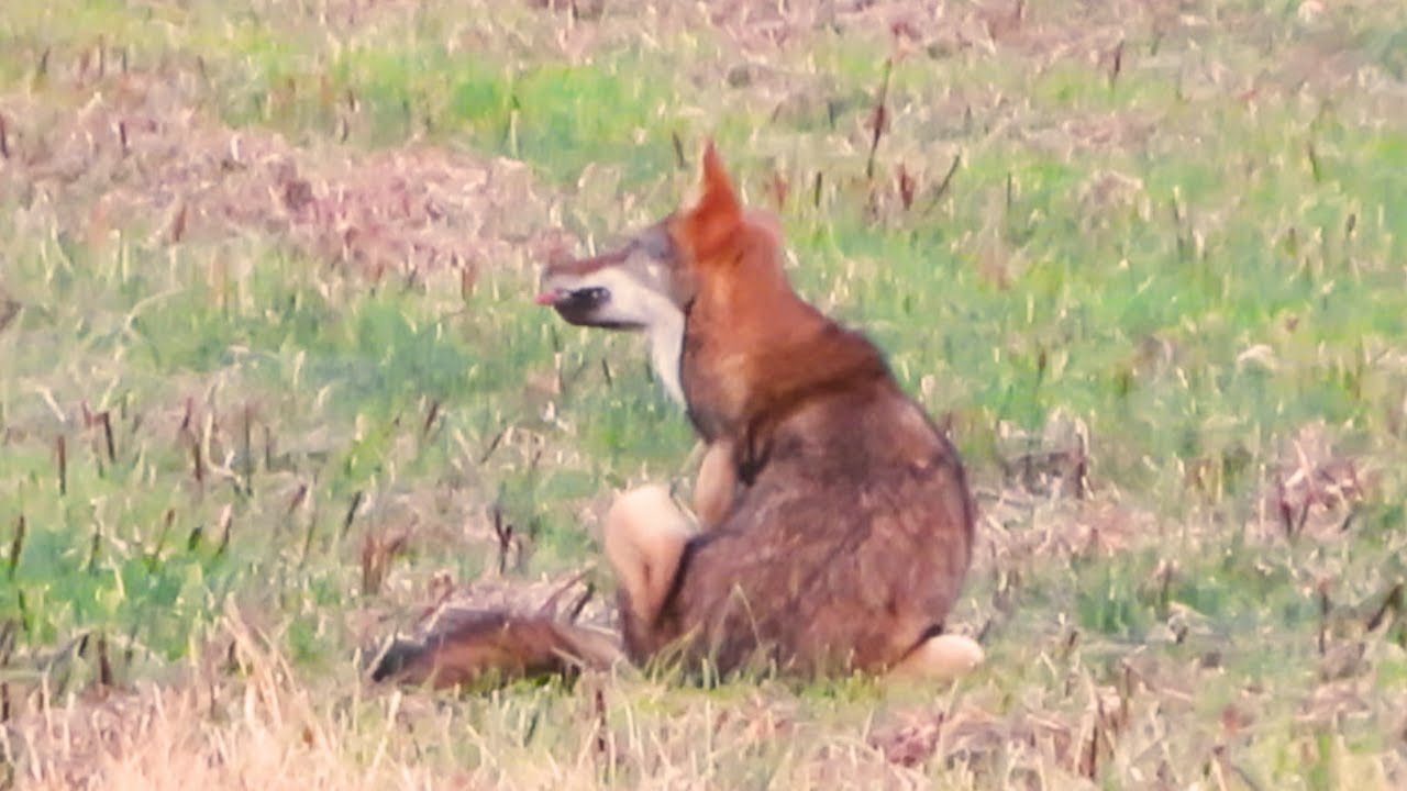 Outer Banks 11/2022: Red Wolves and Winter Bears at Alligator River ...