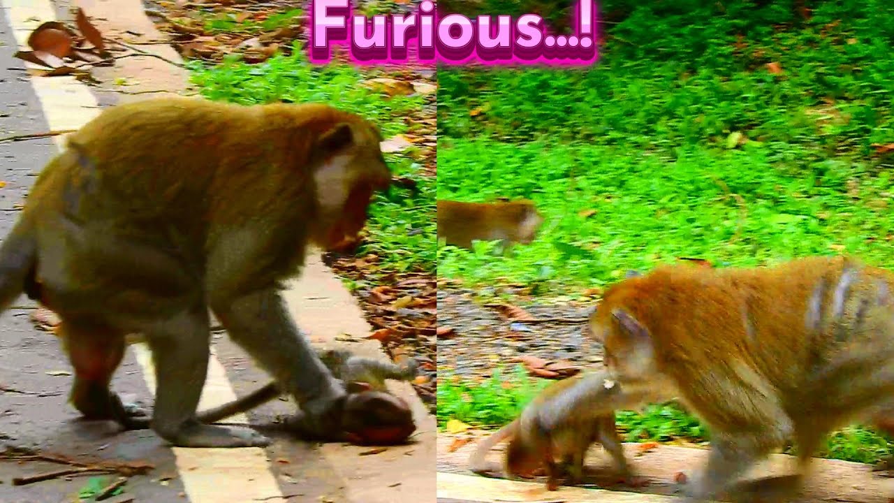 Unlucky Day! Really Because Of Hungry Made A Big Wild Monkey Caused ...