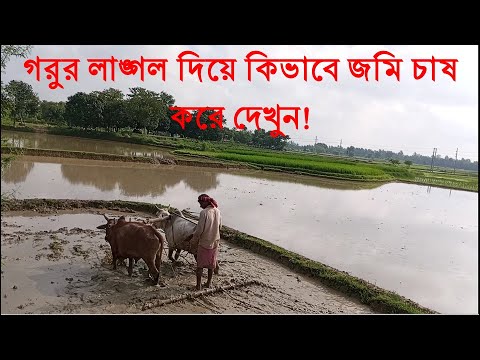 The cow plow is used in agriculture || The ancient tillage system of ...