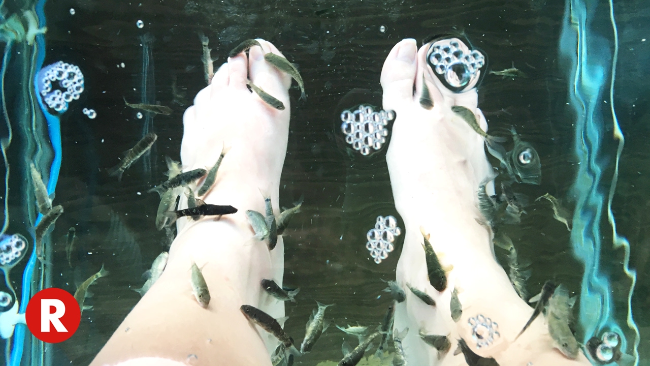 Mexican Hot Springs Fish Pedicure - YouTube